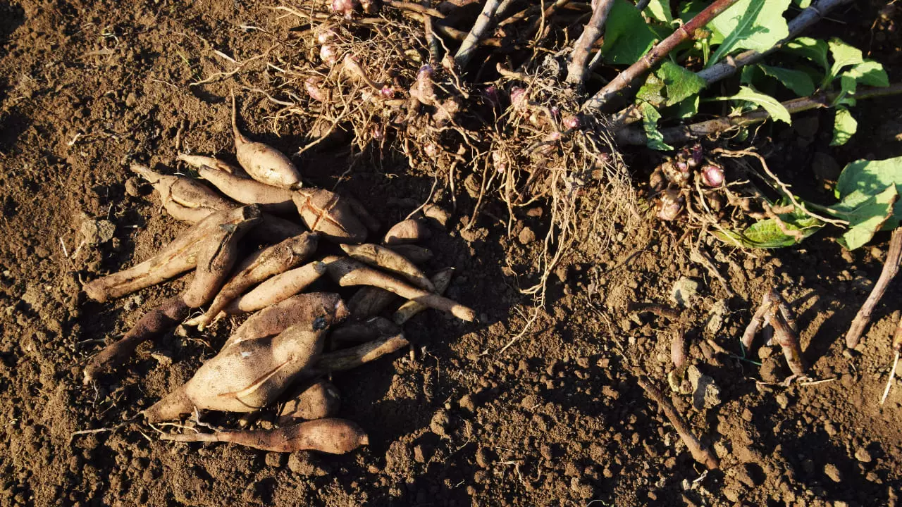 Get to know "Snow Lotus", a medicinal herb with all the benefits ...